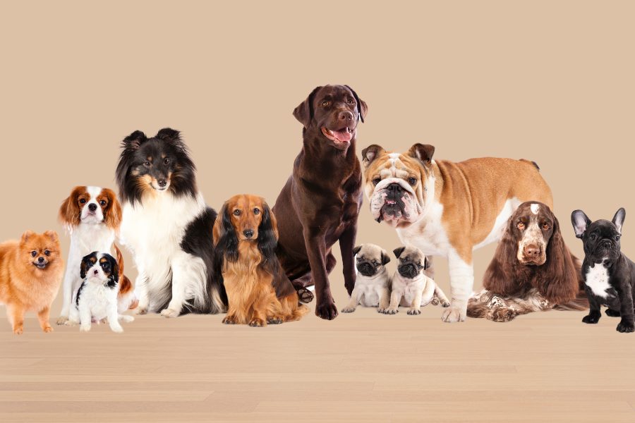 Understanding Different Dog Coat Types and Grooming Needs