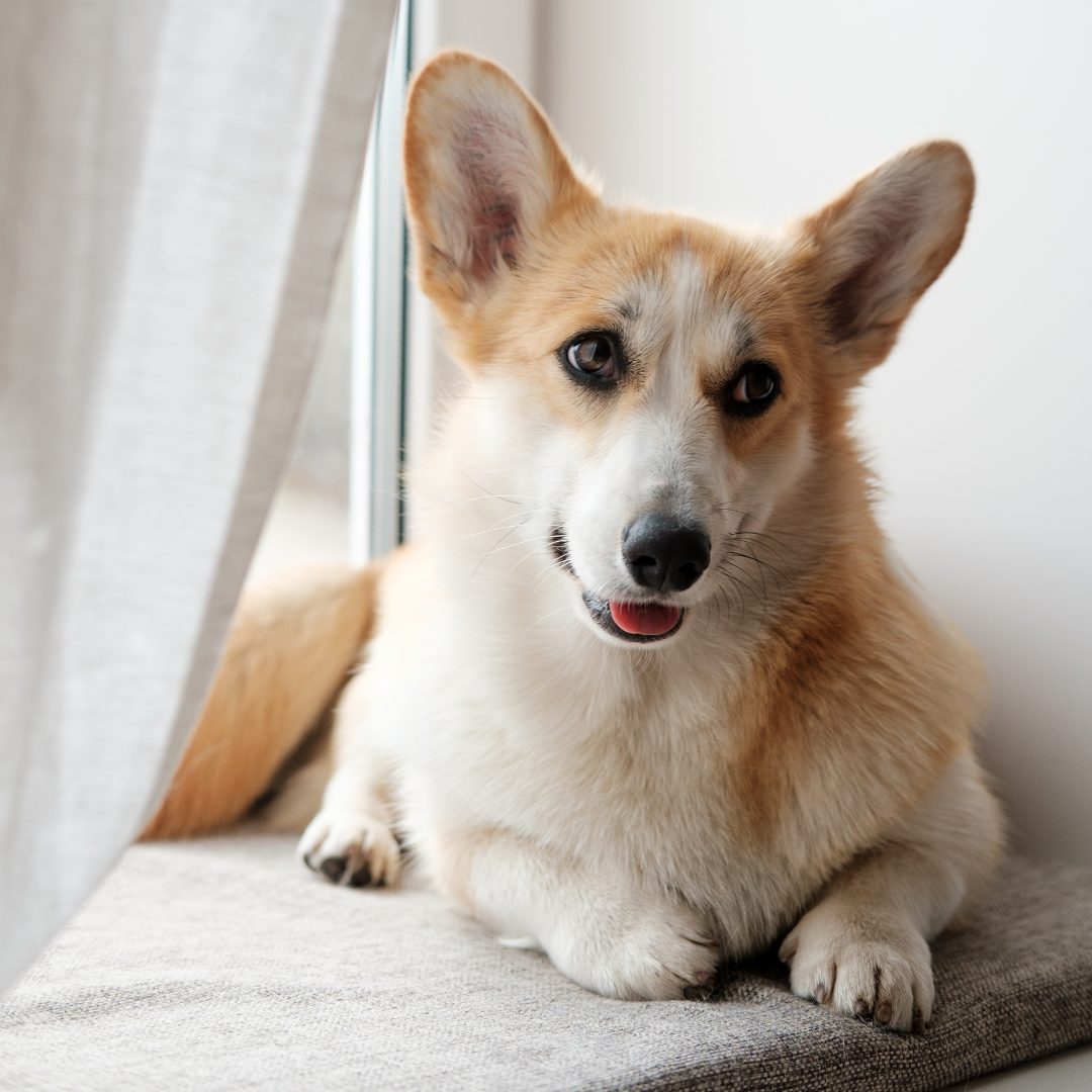 Neat Paws - Expert Dog Grooming in Red Cliffs